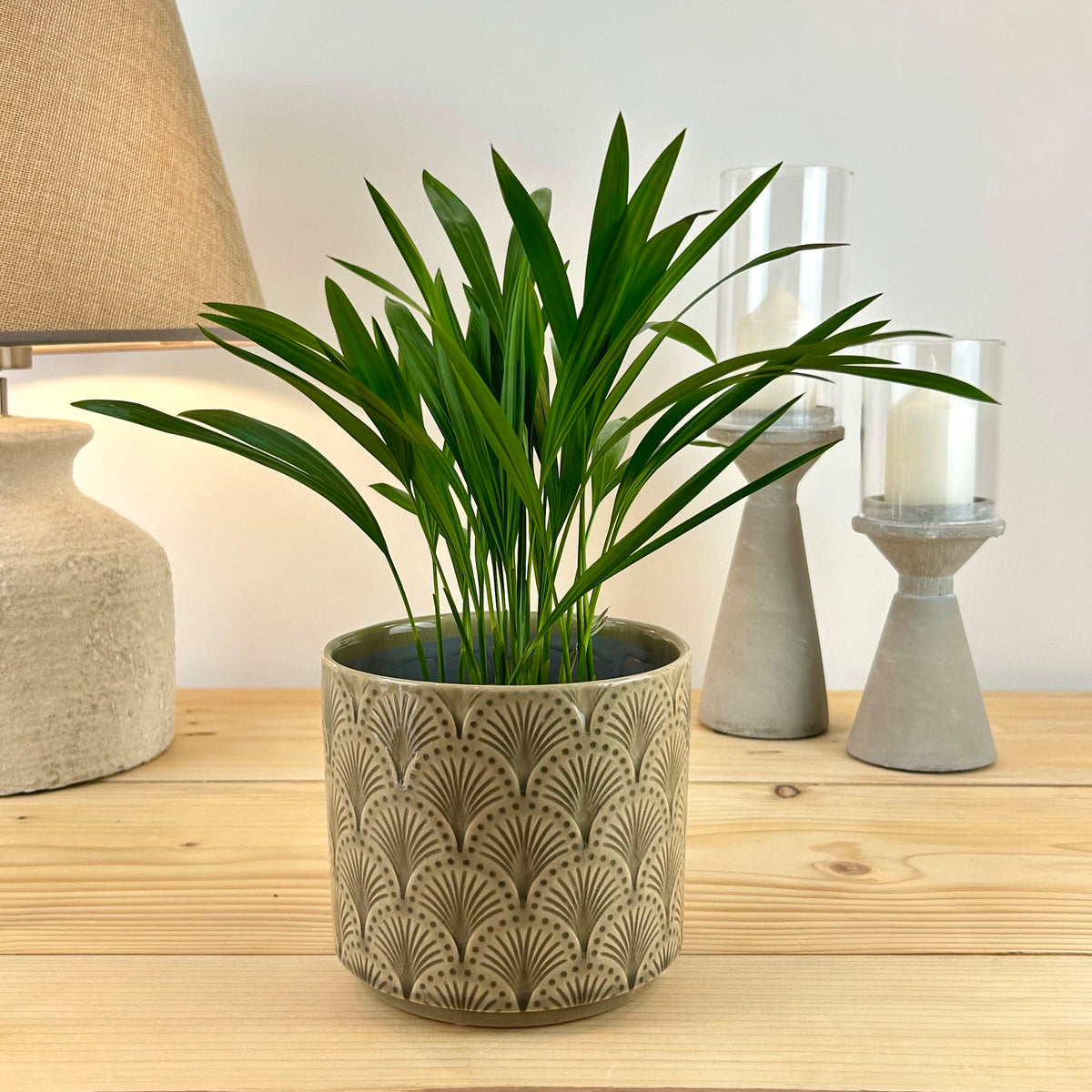 The Classic Fan Plant Pot – Velvet Fern
